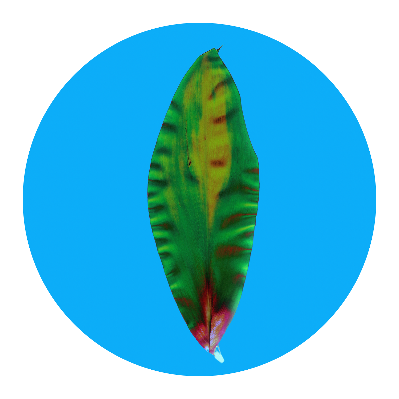 FORM + FOLIAGE | Where Nature and Art Intertwine